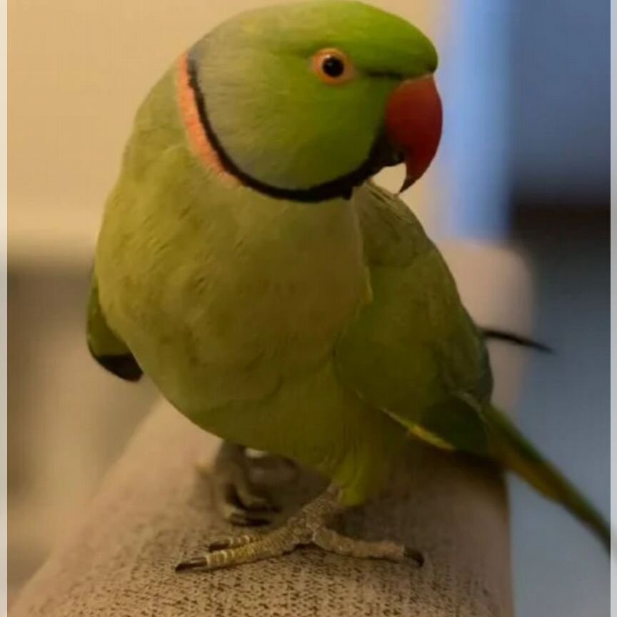 Ожереловый попугай самец