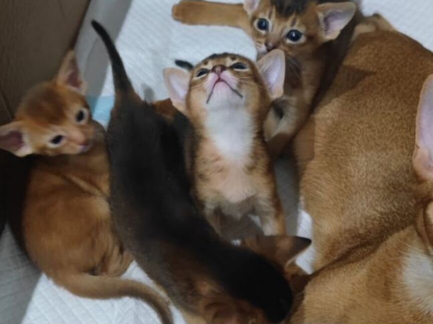 Аббисинские котята