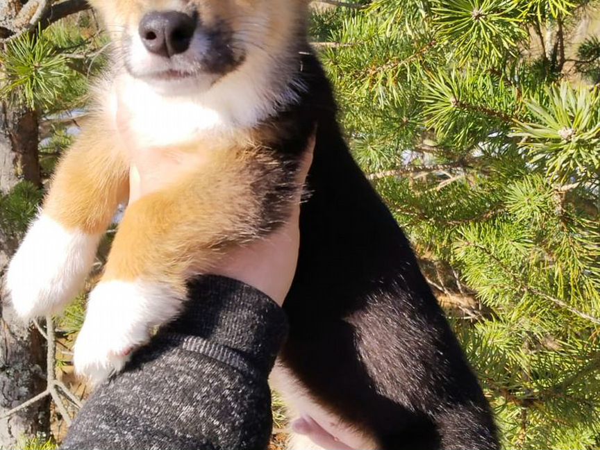 Вельш корги