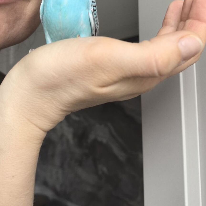 Ручные птенцы самочки