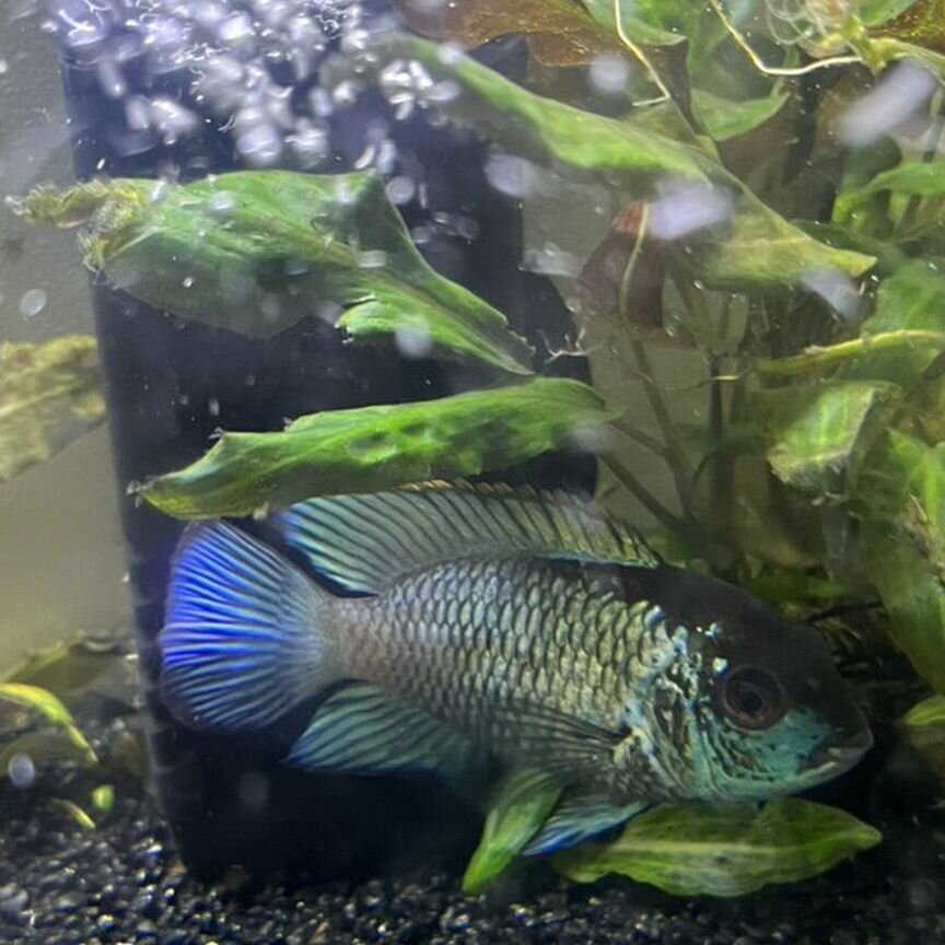 Аквариумные рыбки