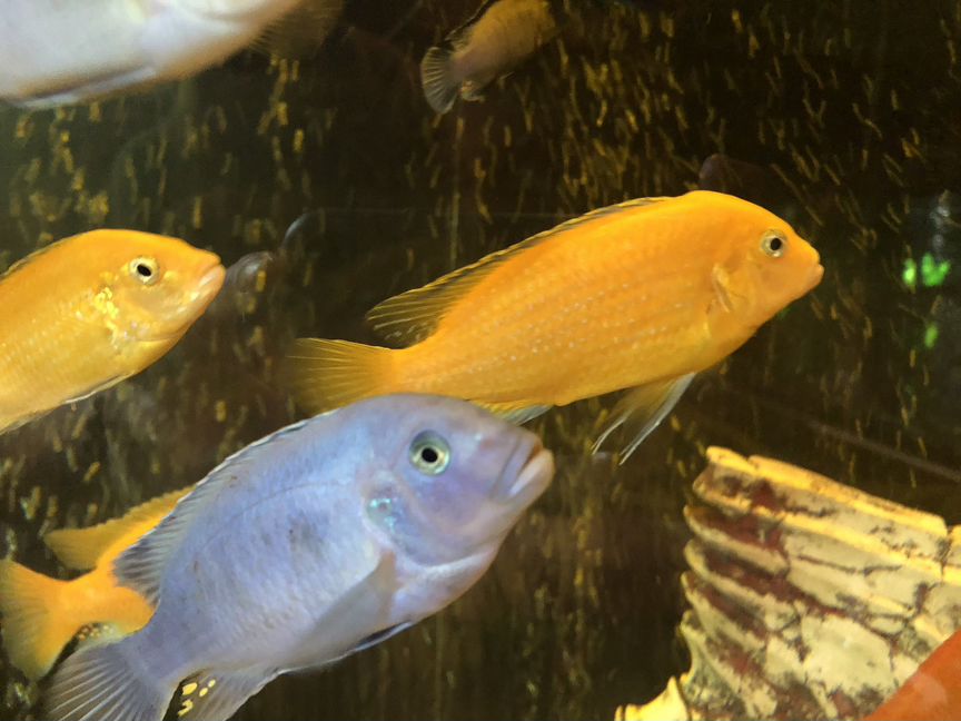 Рыбы Лабидохромис Еллоу