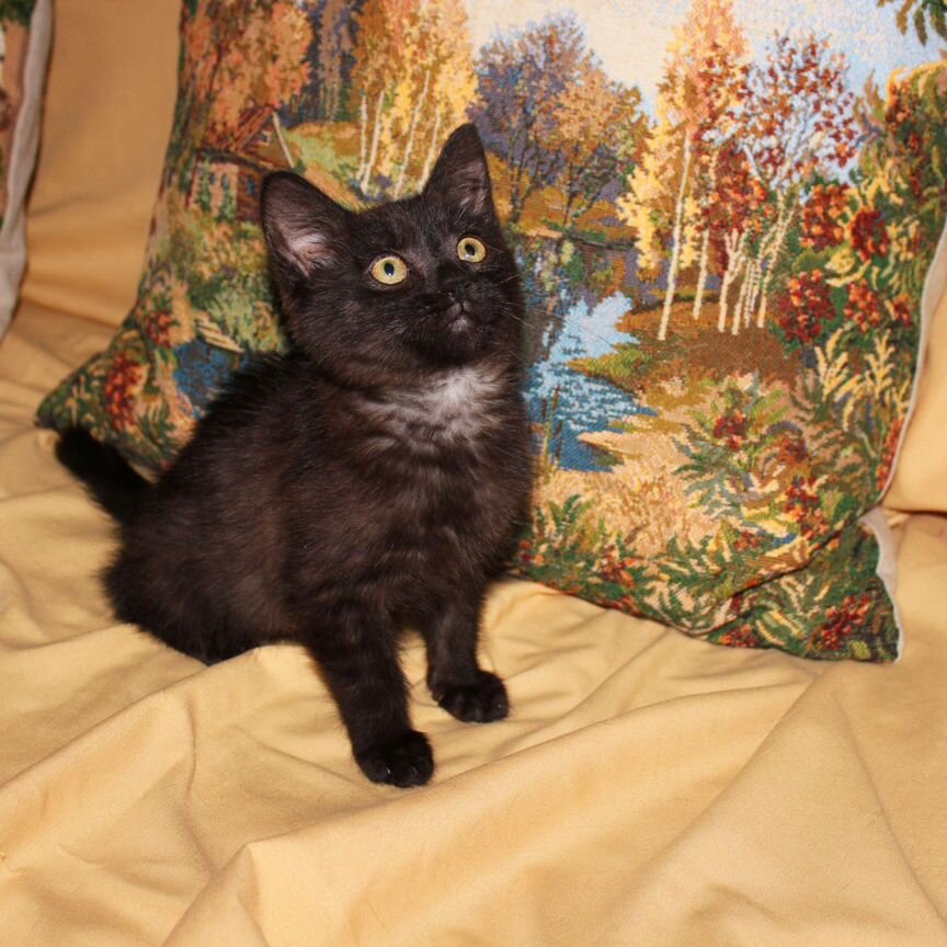 Чёрный котенок Веточка ищет дом