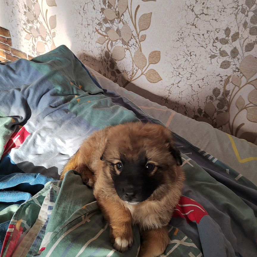 Помесь шпица