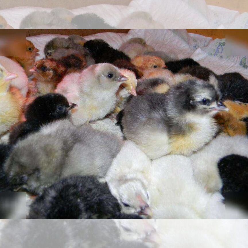 Цыплята домашние