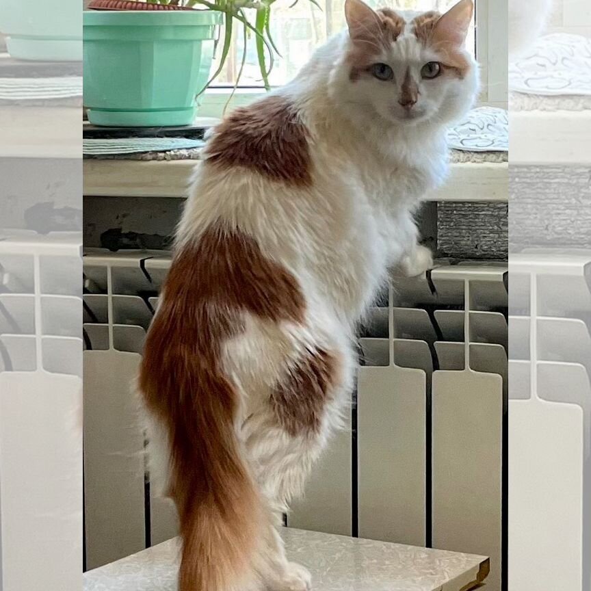 Взрослый кот в добрые руки