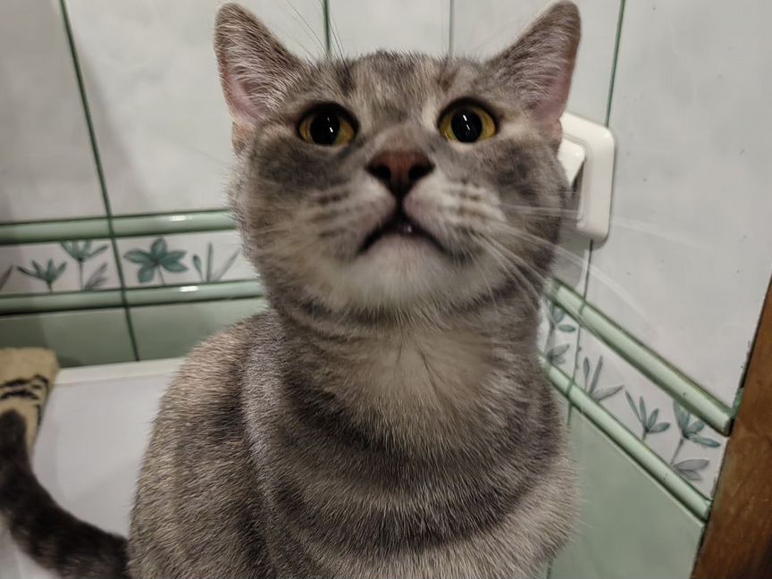 Кошка