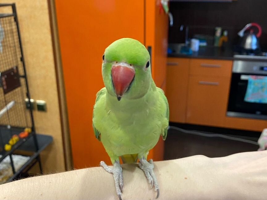 Ожереловый Попугай самец