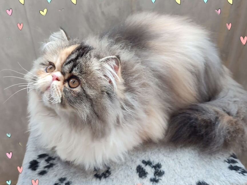 Персидская