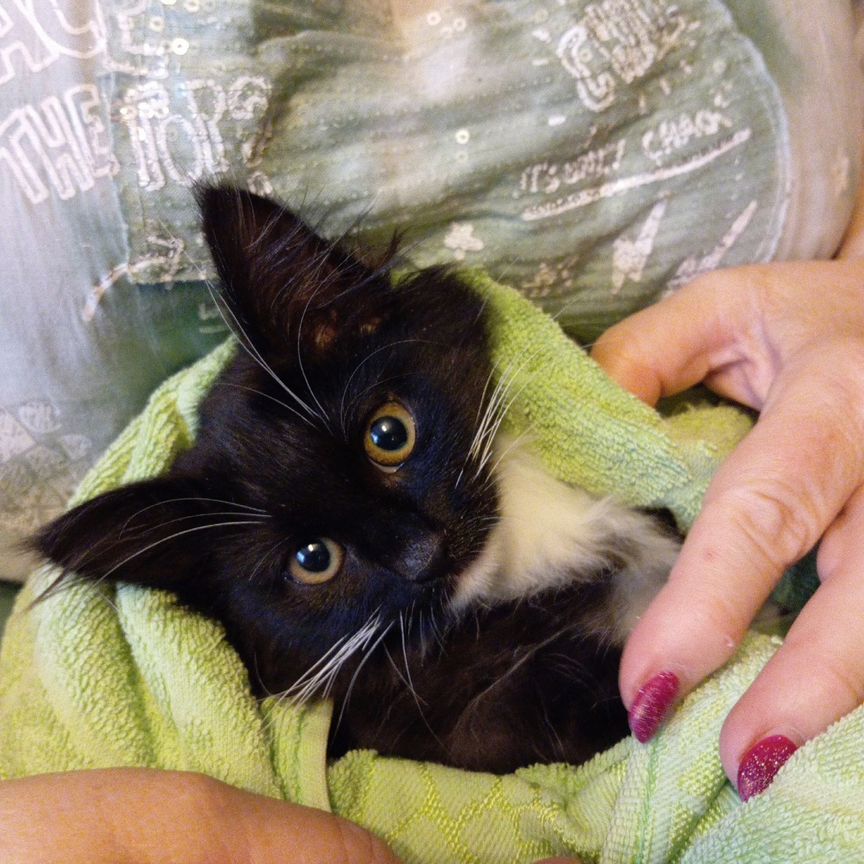 Котятки в добрые руки