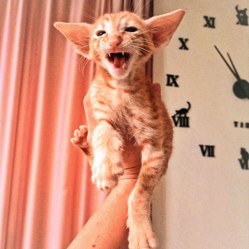 Ориентальные котята