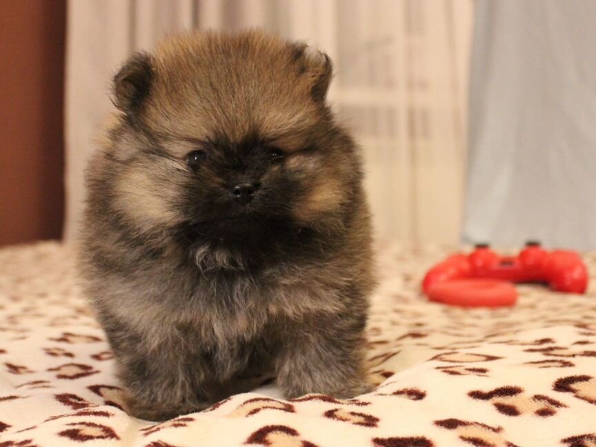 Щенки померанского шпица РКФ