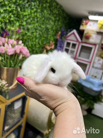 Эксклюзивные кролики хотот