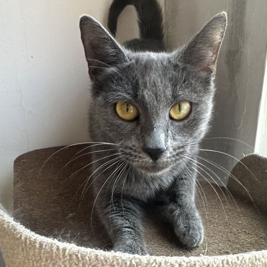 Русская голубая, взрослая кошка