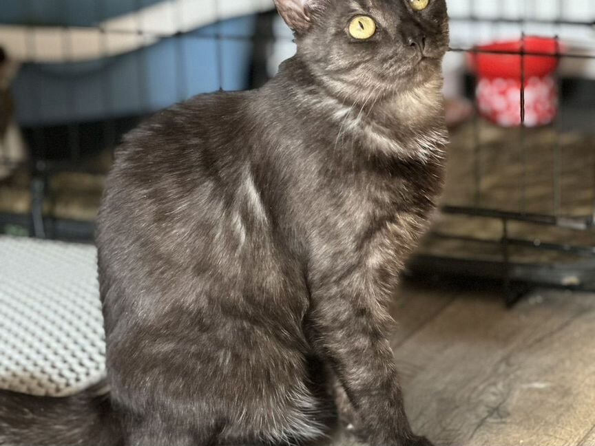 Гаечка 2 года ищет дом