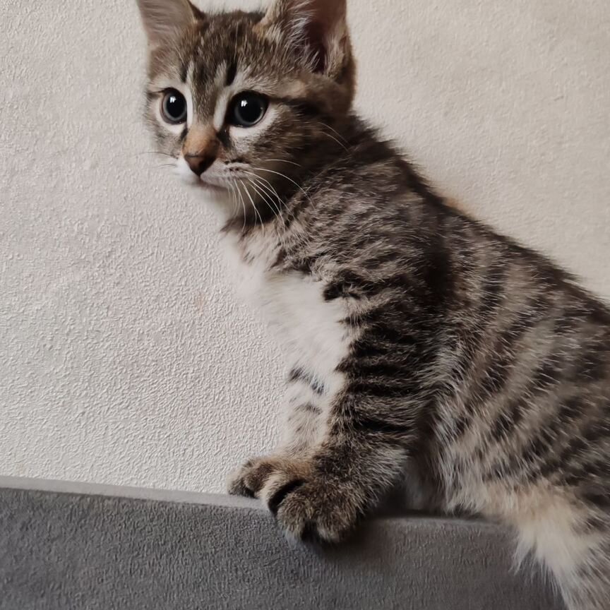 Котенок