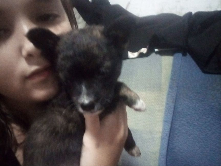 Отдам щенков полустаффы