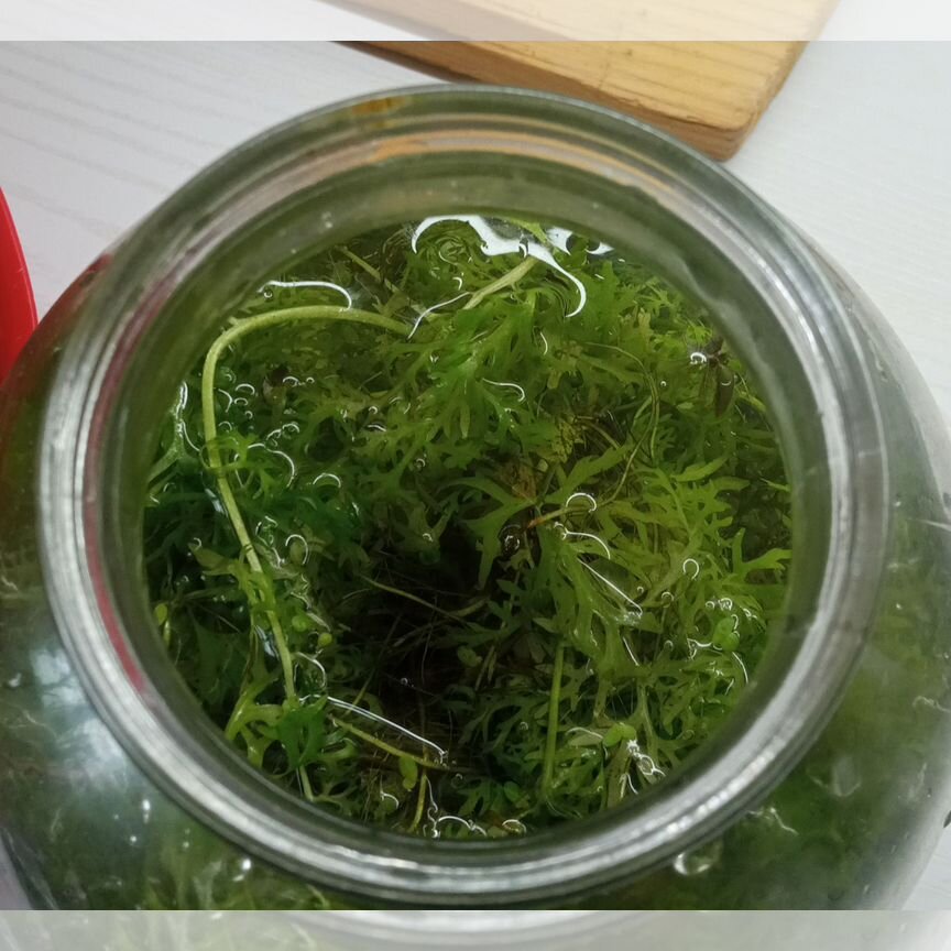 Аквариумные растения