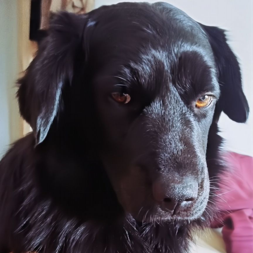 Взрослая собака в добрые руки