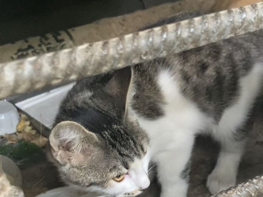 Котенок