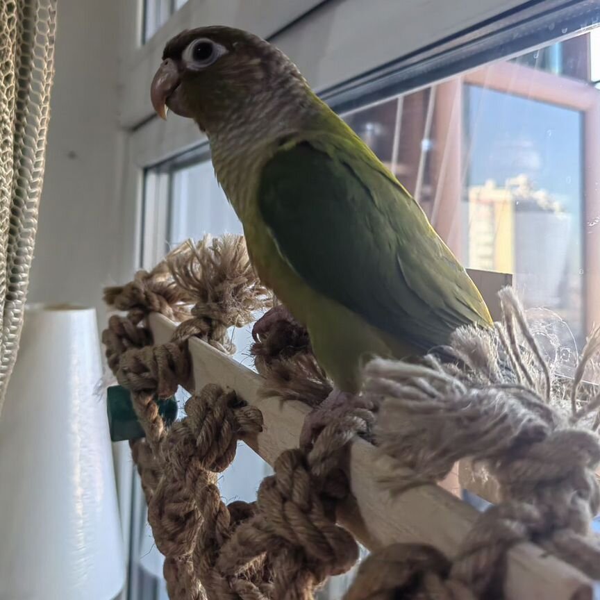 Попугай пиррура