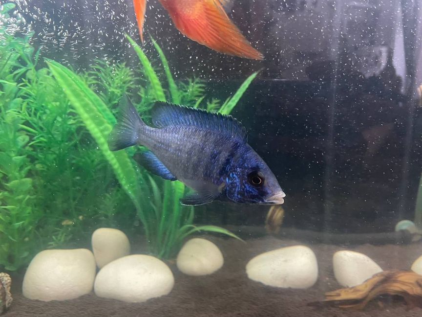 Белогубый дельфин