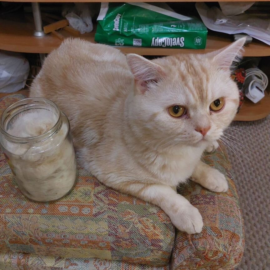 Шерсть кота Таноса в банке