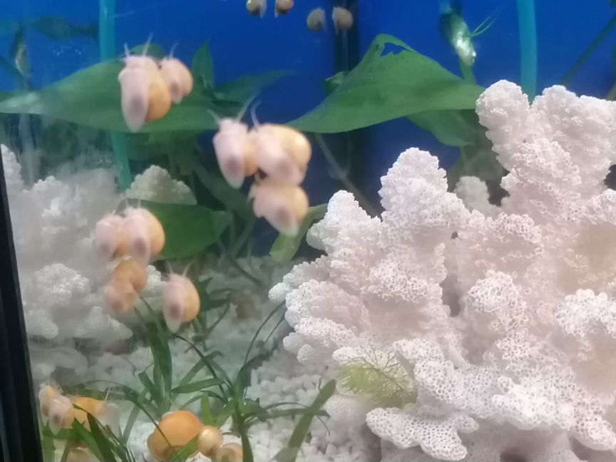 Улитки ампулярии малыши