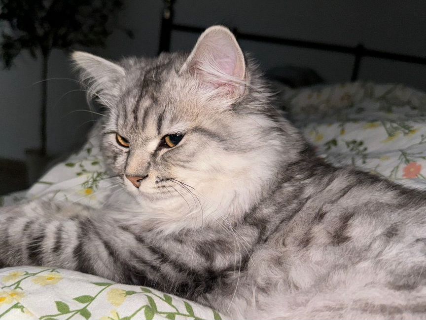 Кот