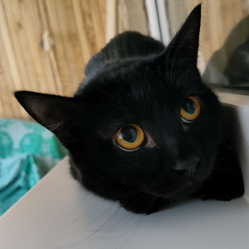 Взрослый кот в добрые руки