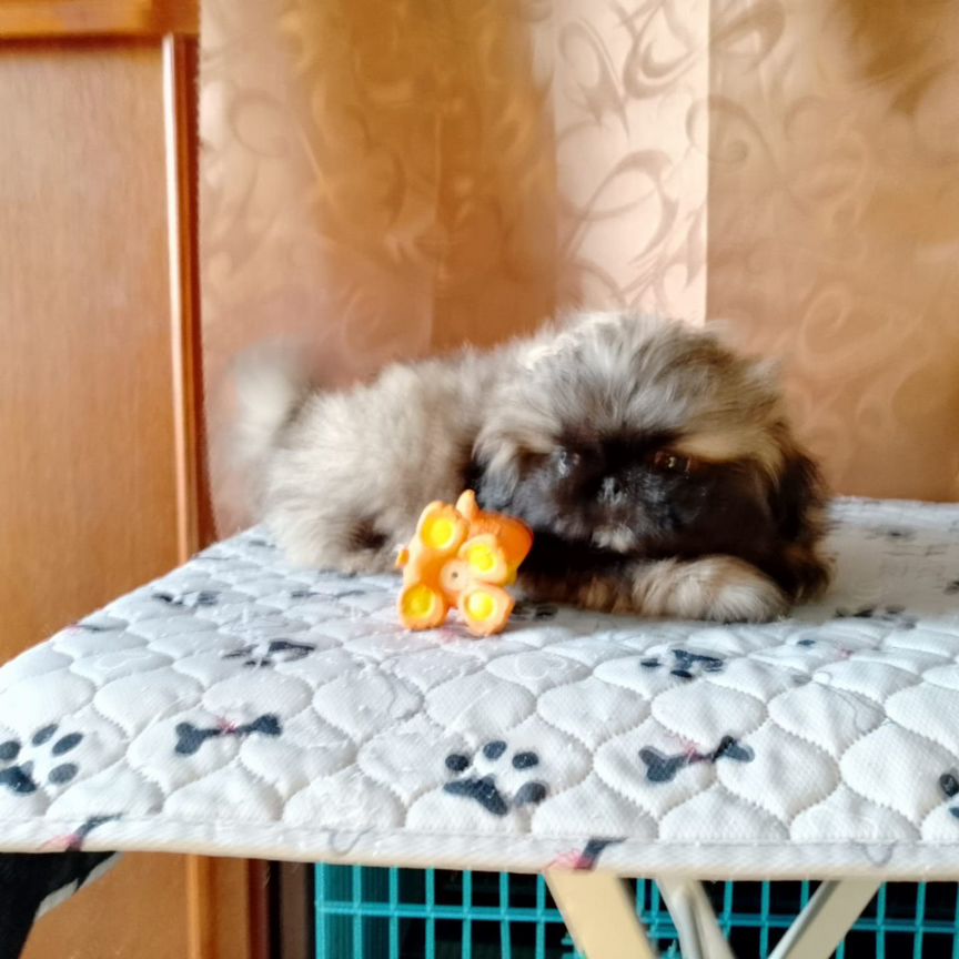 Щенки пекинеса