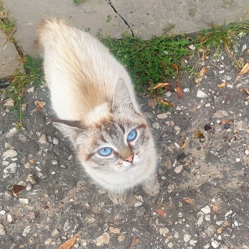 Кошка в добрые руки. Отдаю бесплатно