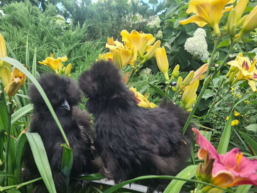 Шелковые курочки