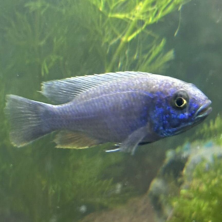 Продам рыбку цихлид василёк сомец 5-7 см