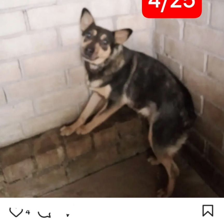В добрые руки