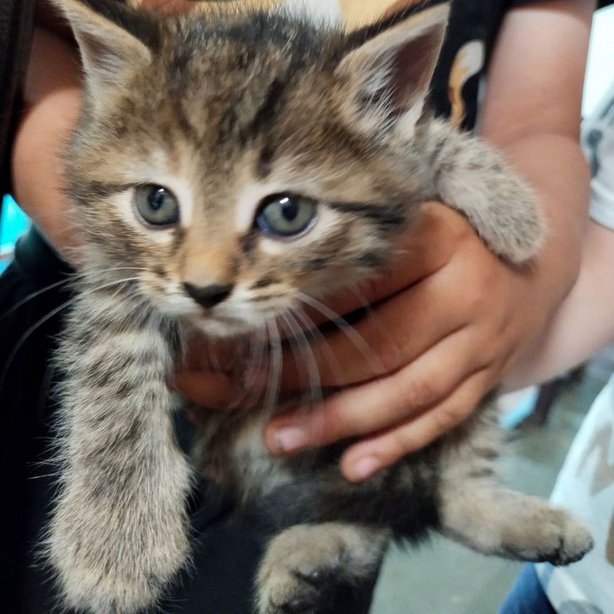 Котёнок