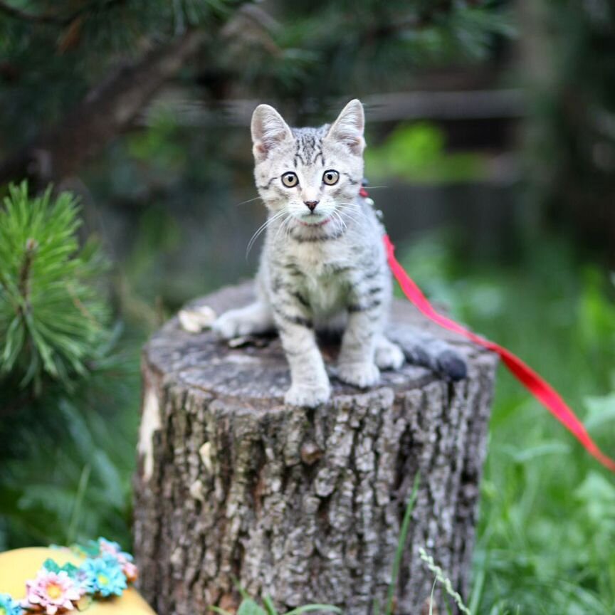 Котёнок