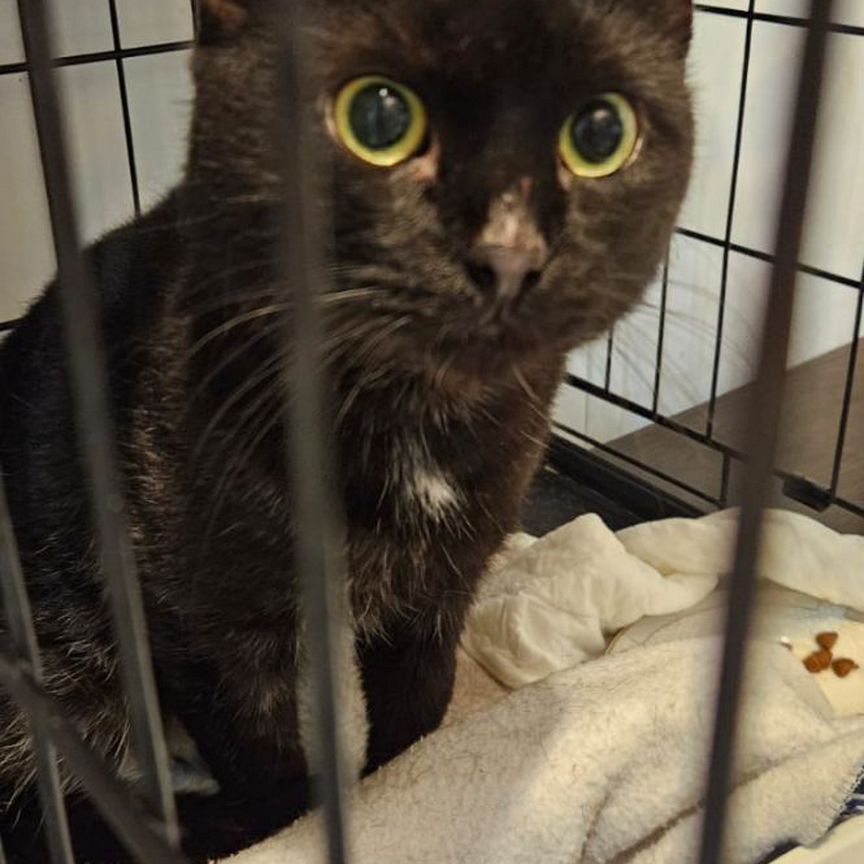 Котик в добрые руки