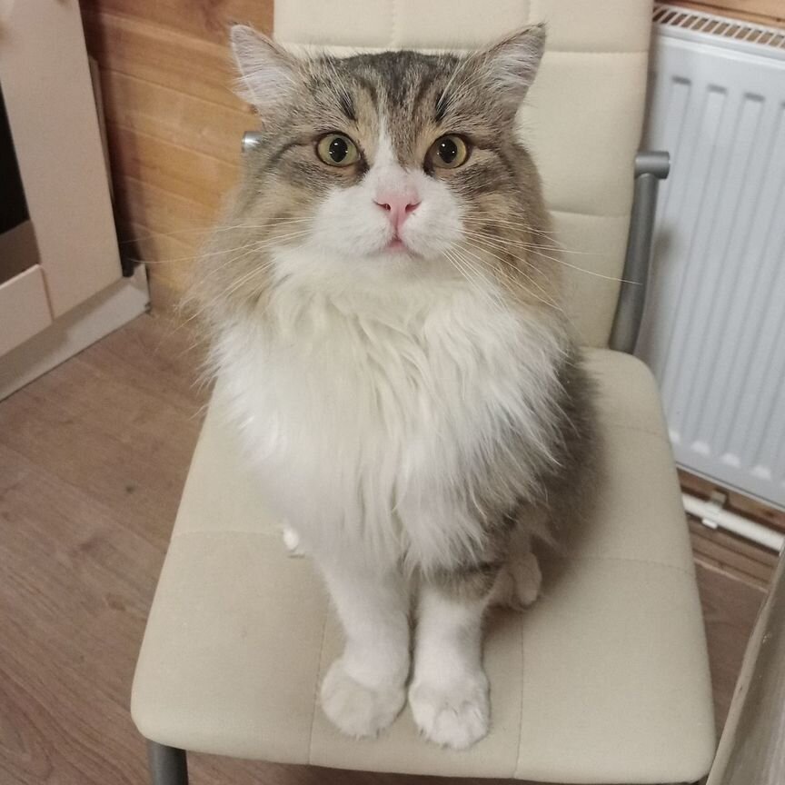 Резюме кота. Устроюсь работать котом