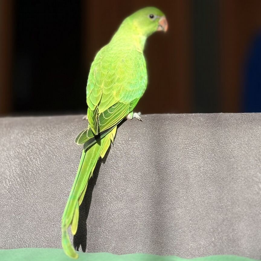 Ожереловый попугай