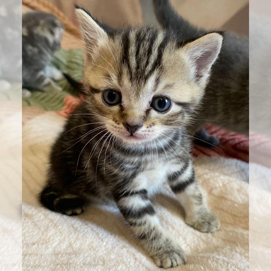 Шотландский вислоухий короткошёрстный котёнок