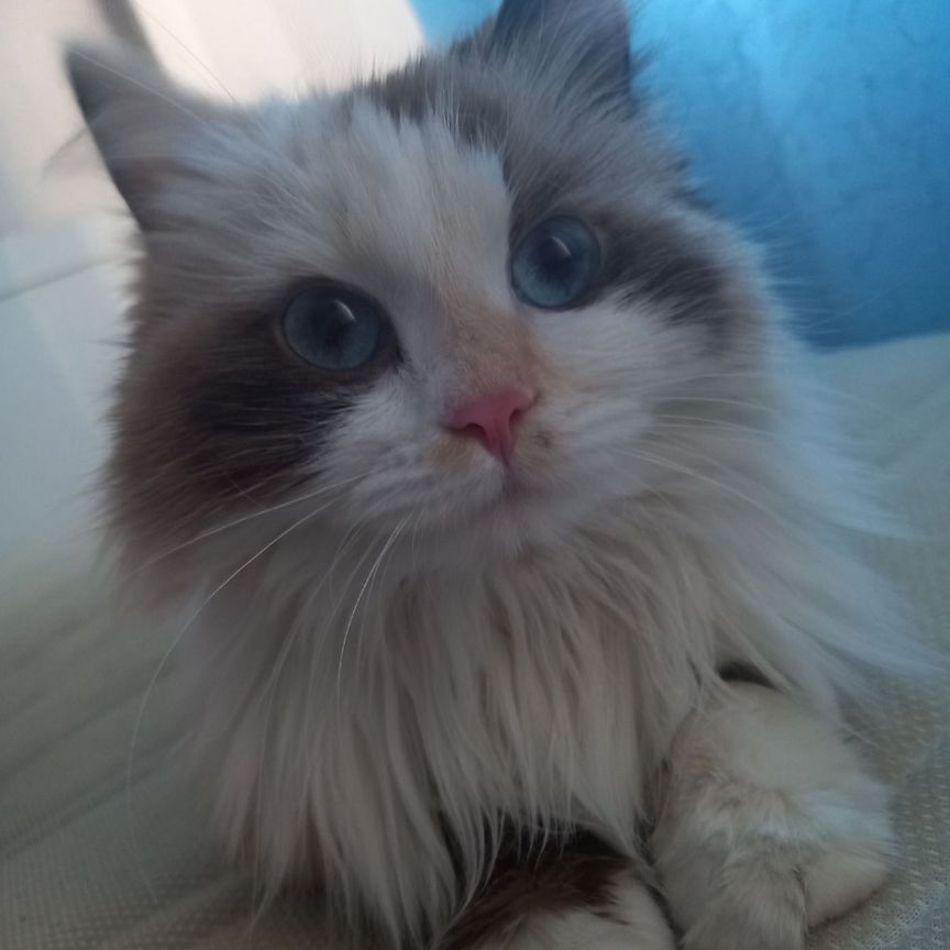 Взрослая кошка в добрые руки