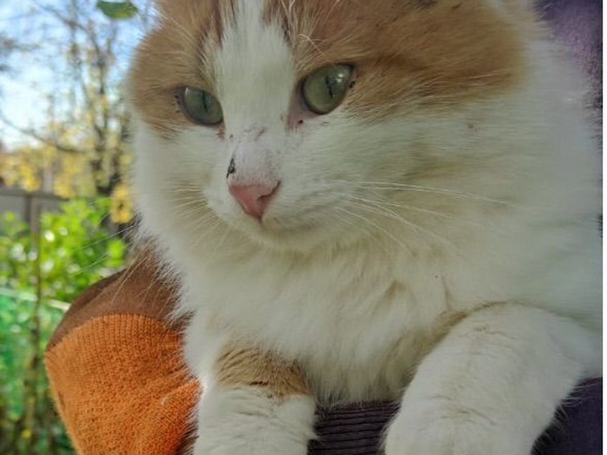 Кошка