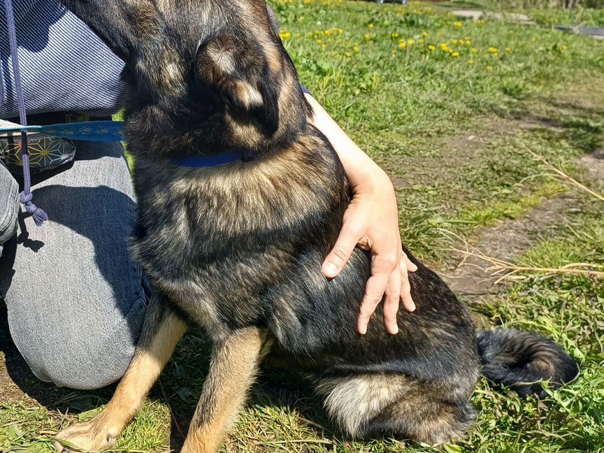 Он просто преданнейший пес 7 мес