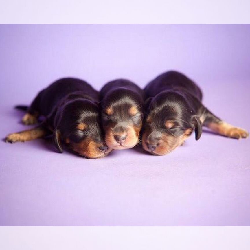 Такса, щенок