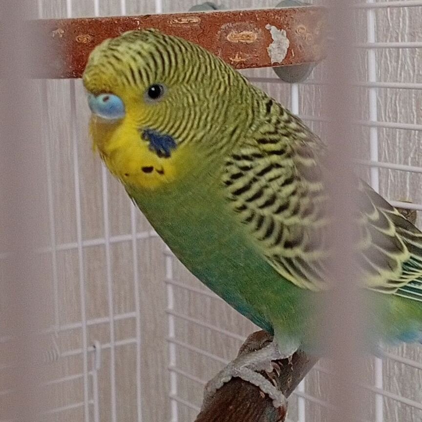 Птенцы волнистый попугай