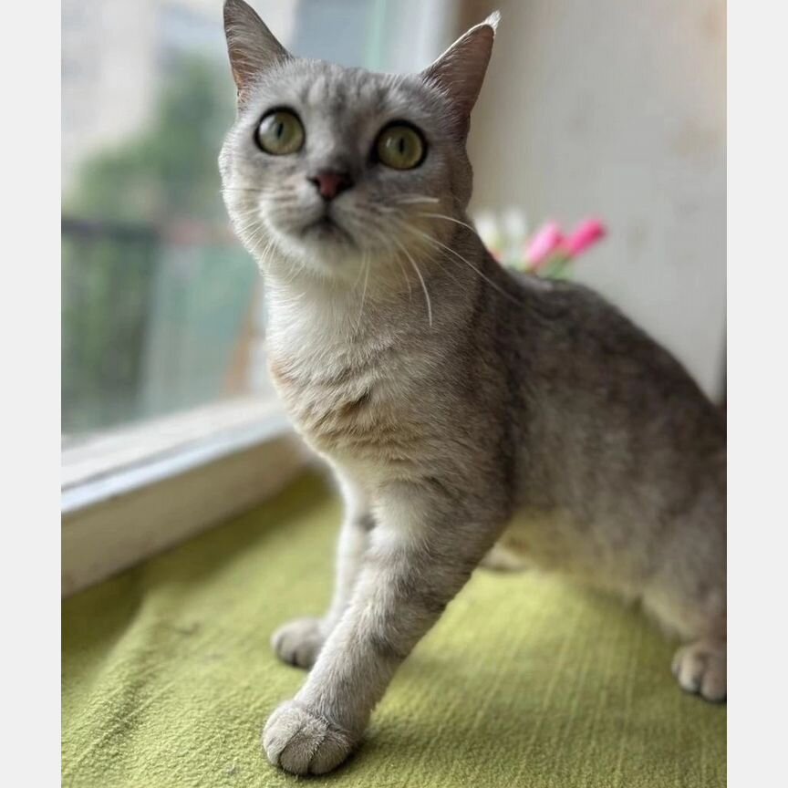 Кошечка Камилла серебристая брит-ая шиншилла1.5 г