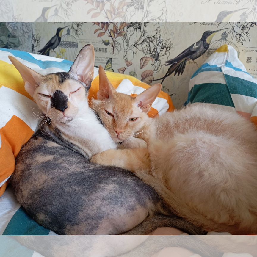 Кот и кошка