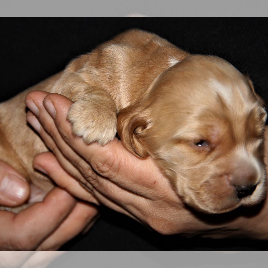 Очаровательная малышка английского кокер спаниеля