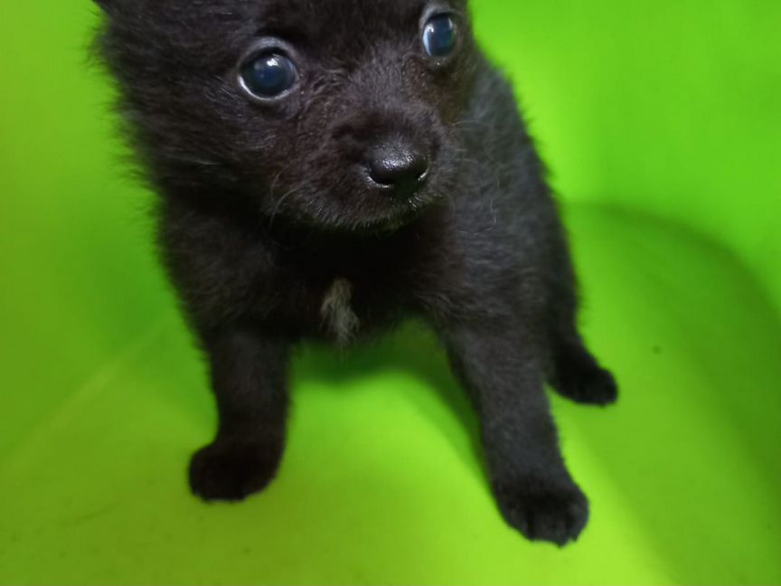 Щенки померанского шпица